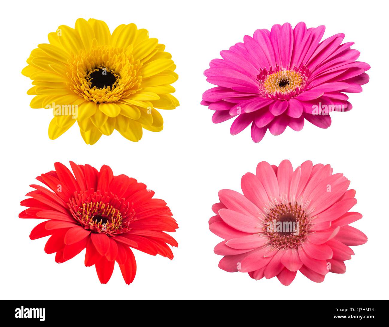 Gerbera flowers heads isolated on white background Stock Photo - Alamy