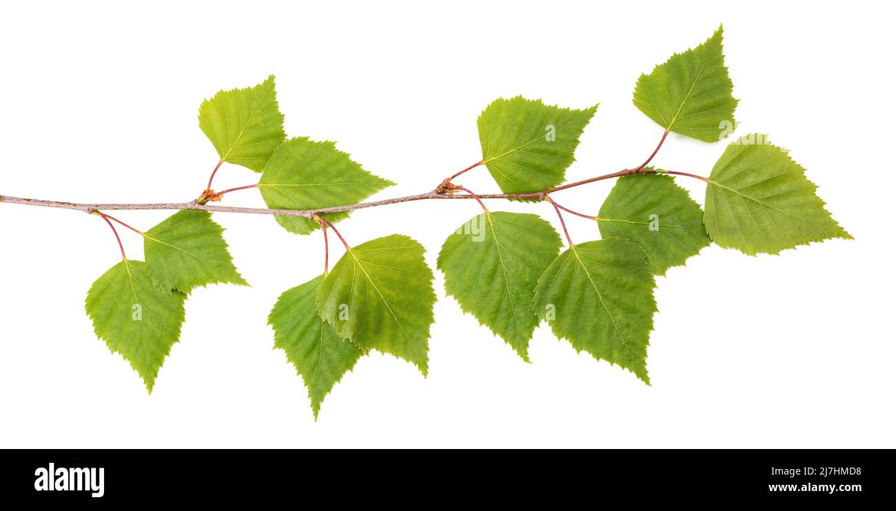 Birch branch with leaves isolated on white Stock Photo - Alamy