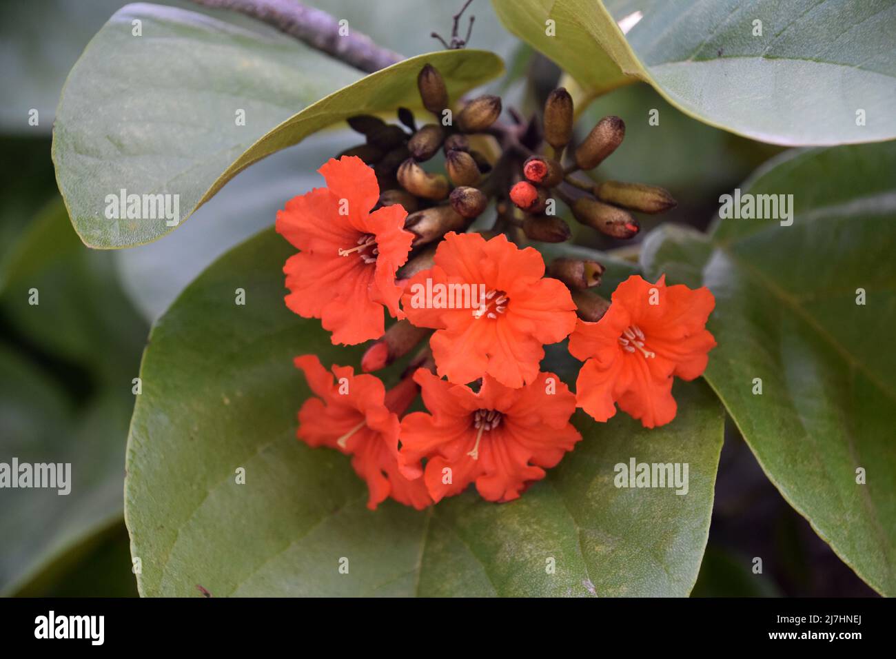 Garden with pretty budding and blooming flowers in a tropical garden ...
