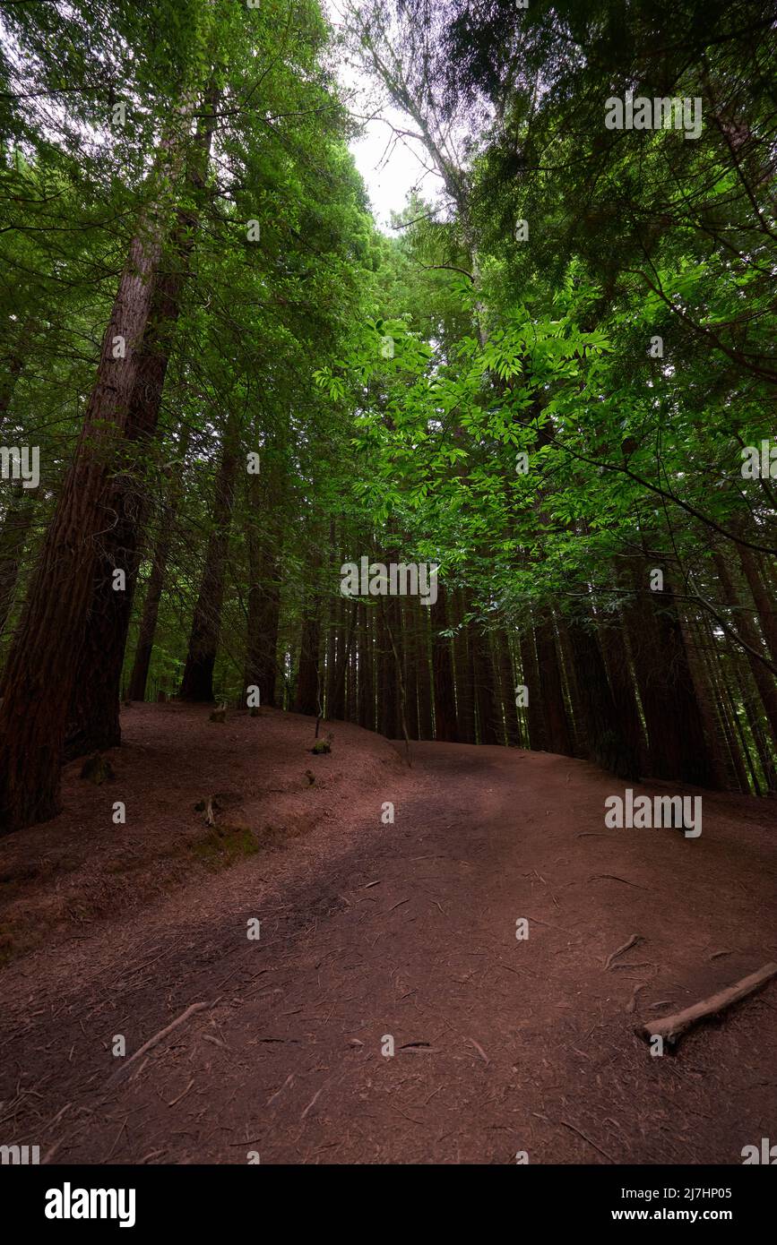 Giant coastal red wood hi-res stock photography and images - Alamy