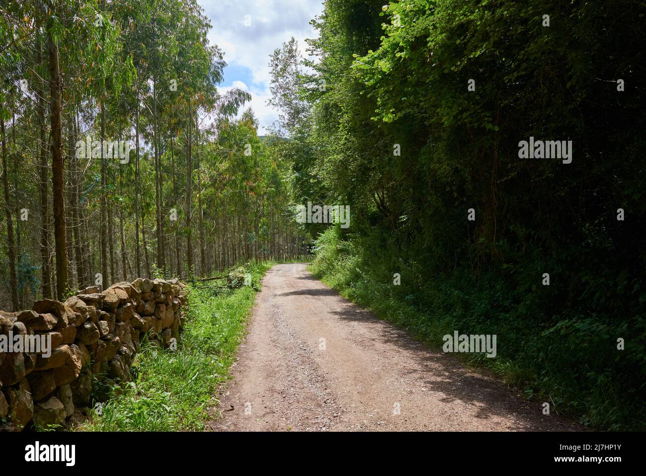 A winding path into the forest under a beautiful cloudy sky Stock Photo ...
