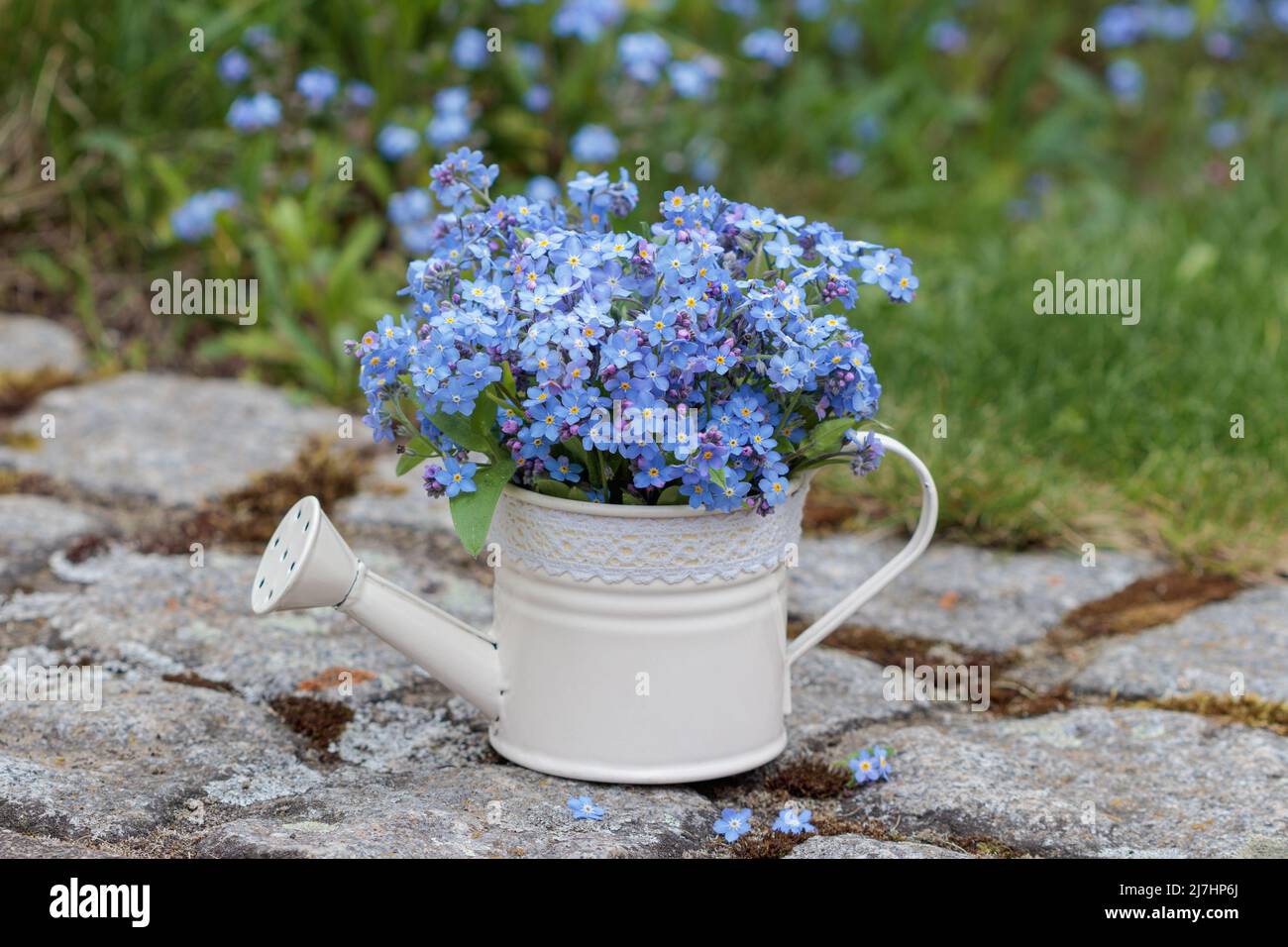 bouquet of forget me not flowers in decorative watering can Stock Photo ...