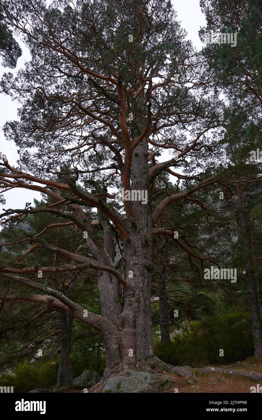 A large oak tree with large, oddly shaped branches in autumn Stock ...