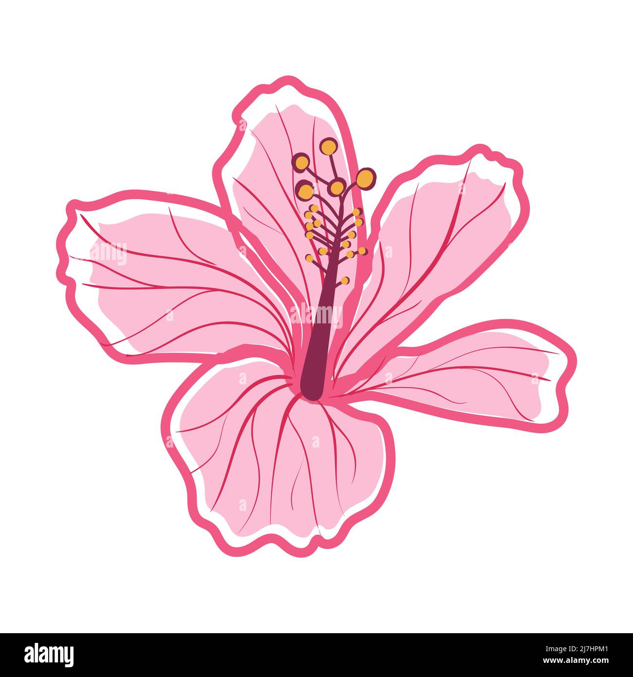 Tropical Hibiscus Flower Hibiscus Pink Decorative Exotic Flower Vector