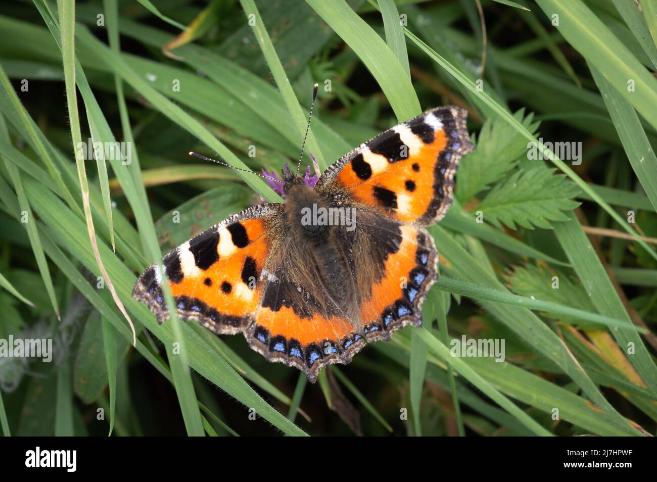Wet butterfly hi-res stock photography and images - Alamy