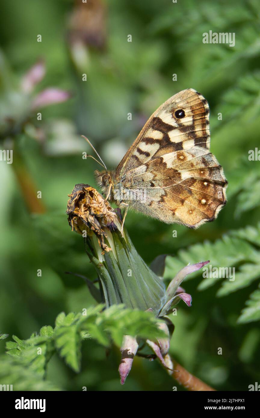 Butterfly profile hi-res stock photography and images - Alamy