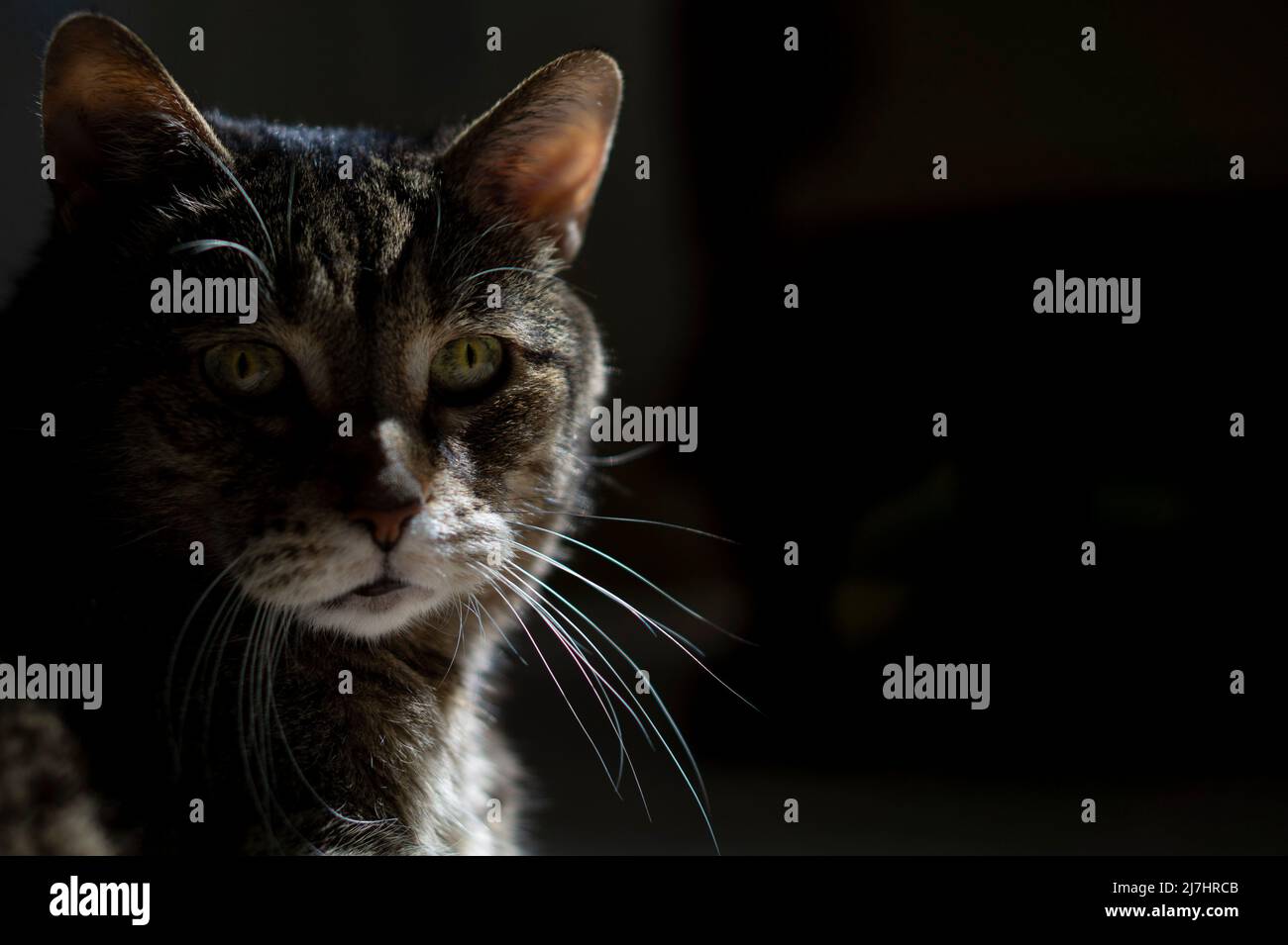 Portrait tabby adult cat hi-res stock photography and images - Alamy