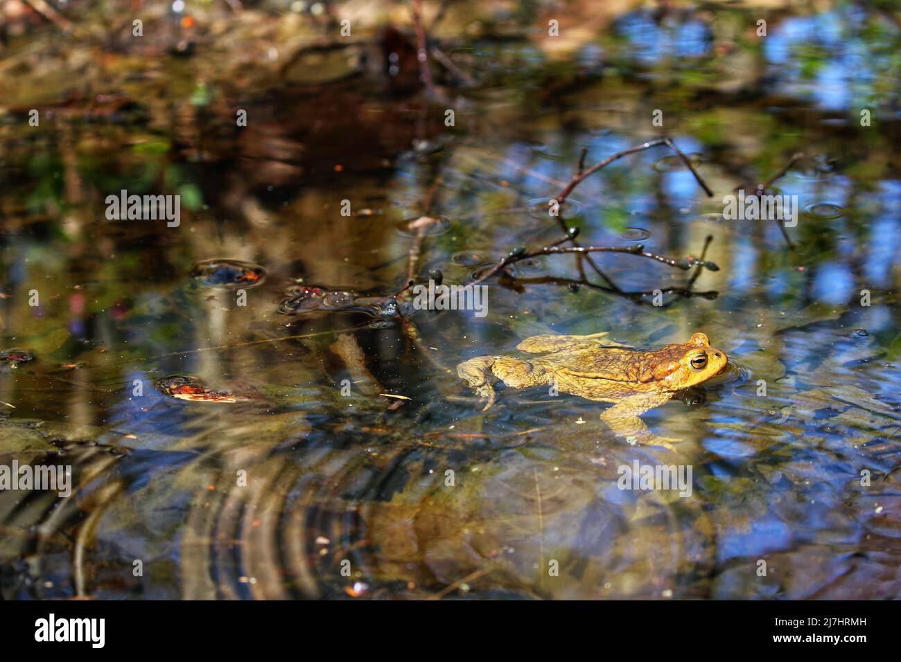 Toad on leaves hi-res stock photography and images - Alamy