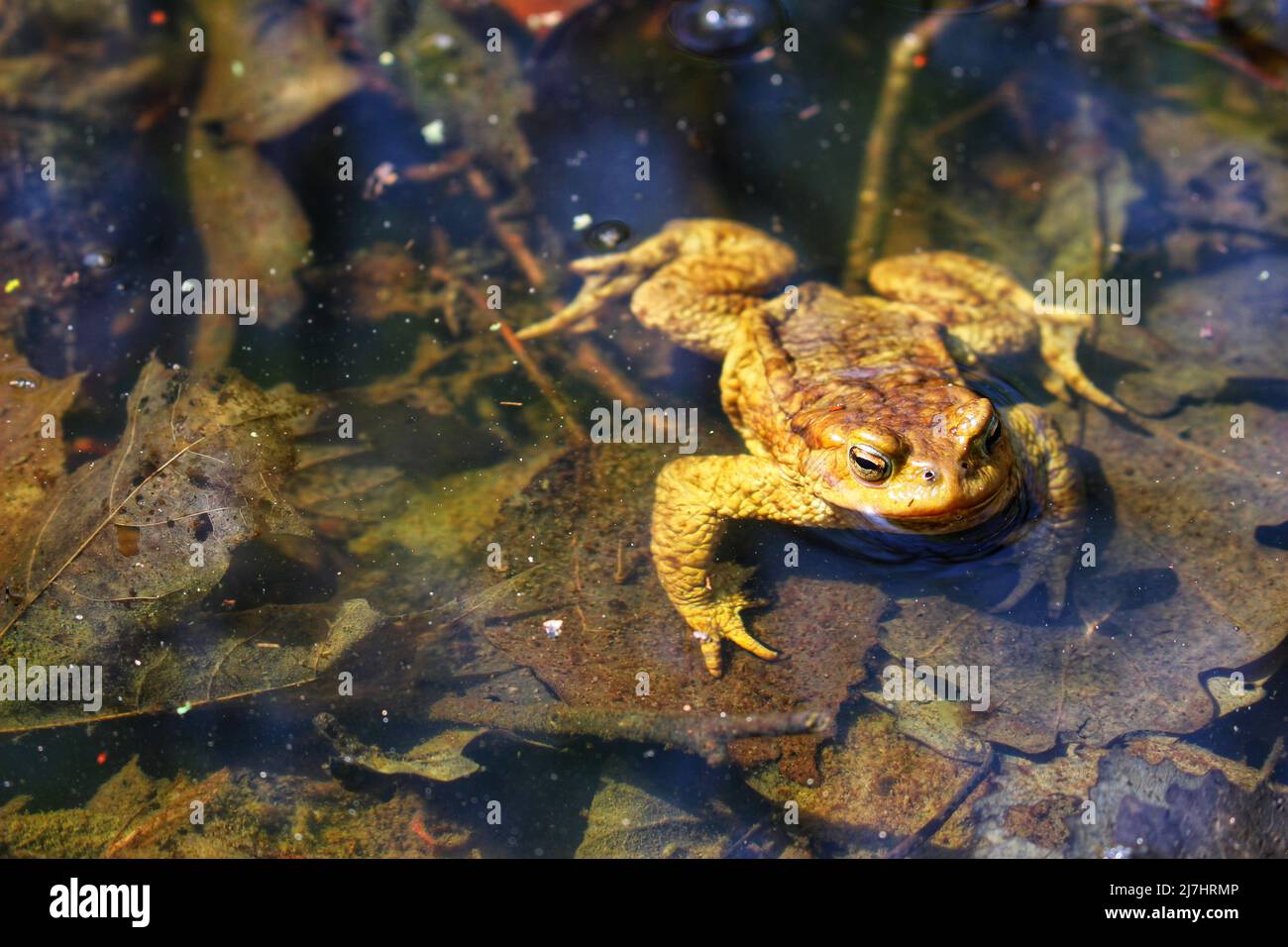 frog toad in the water on leaves in spring Stock Photo - Alamy
