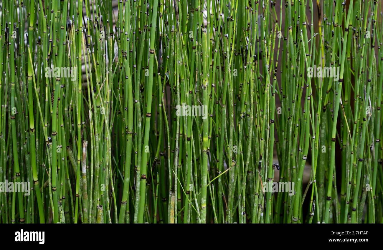 Emerald green bamboo hi-res stock photography and images - Alamy