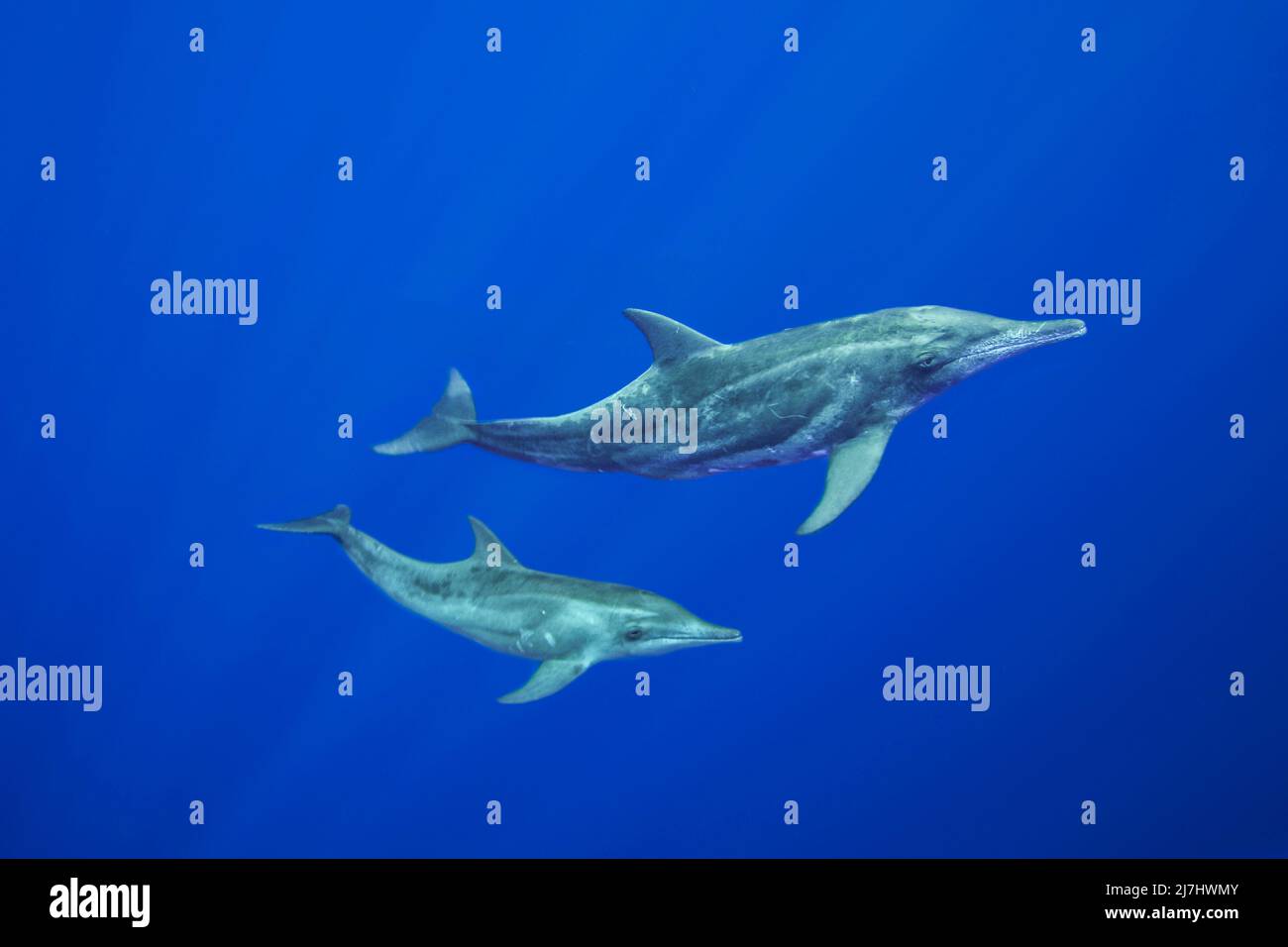 Rough-toothed dolphin, Steno bredanensis, rarely occur close to shore ...