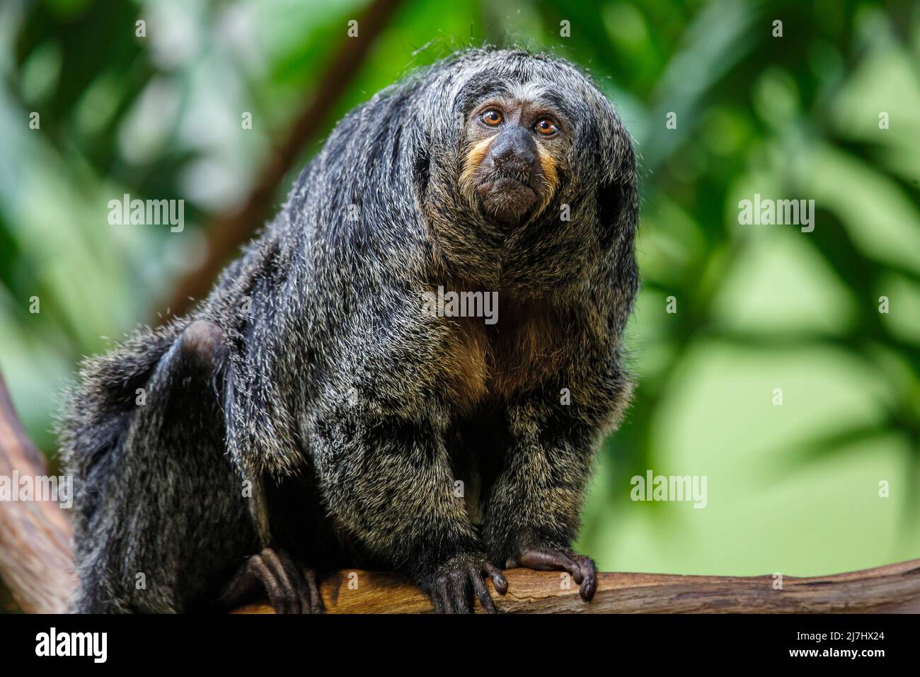 Pale headed saki monkey hi-res stock photography and images - Alamy