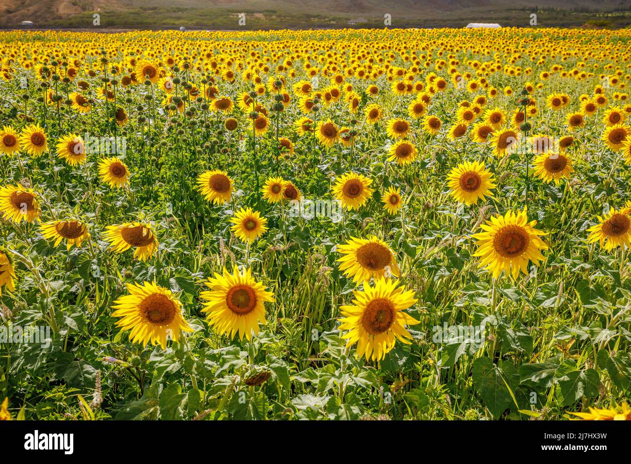 A large field of sunflowers in bloom on Central Maui. The flowers seeds ...