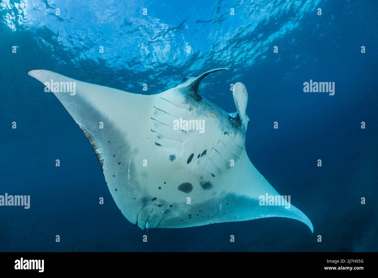 A reef manta ray, Manta alfredi, cruises over the shallows at Manta ...