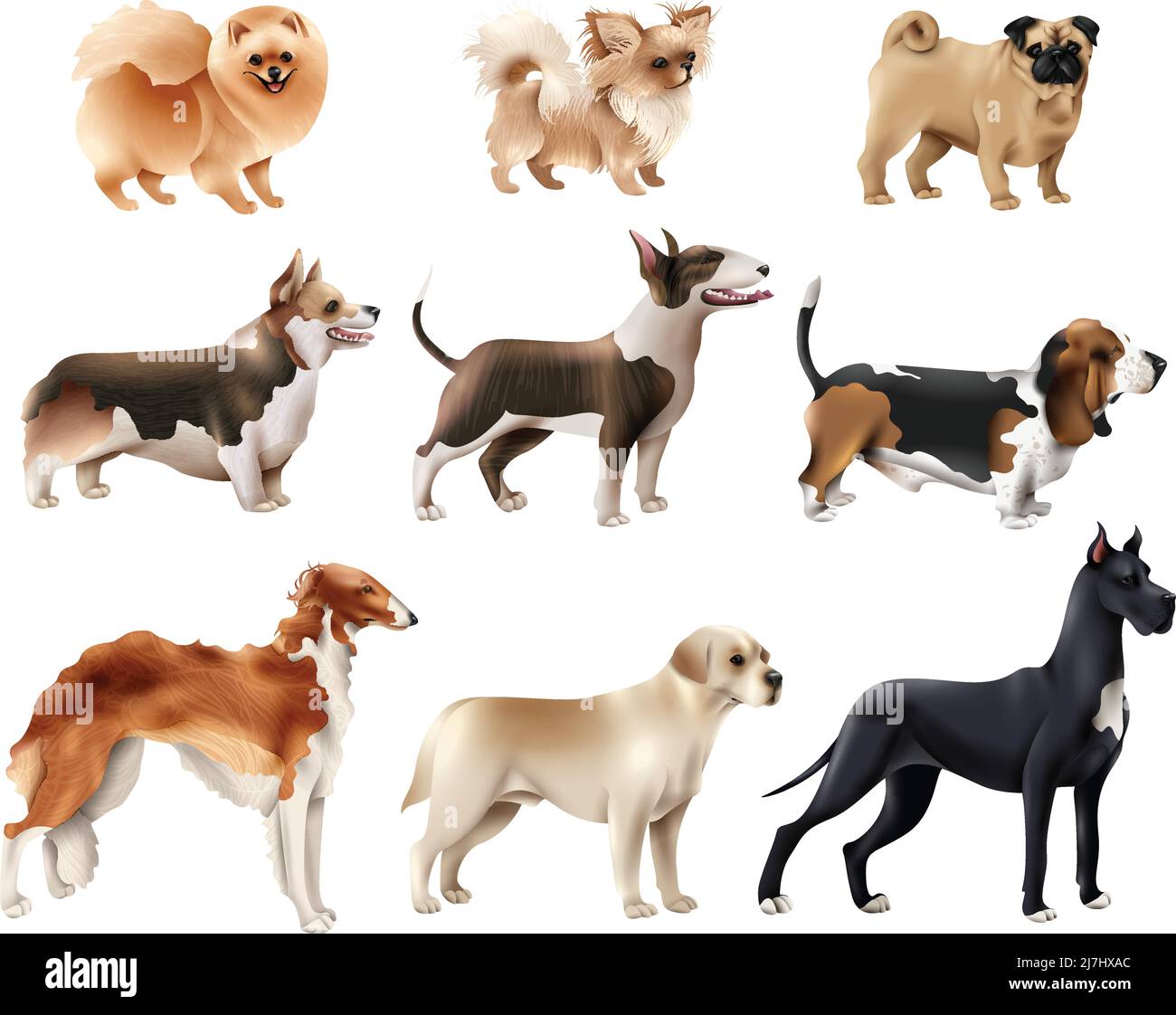 Shaggy Dogs Stock Vector Images - Alamy