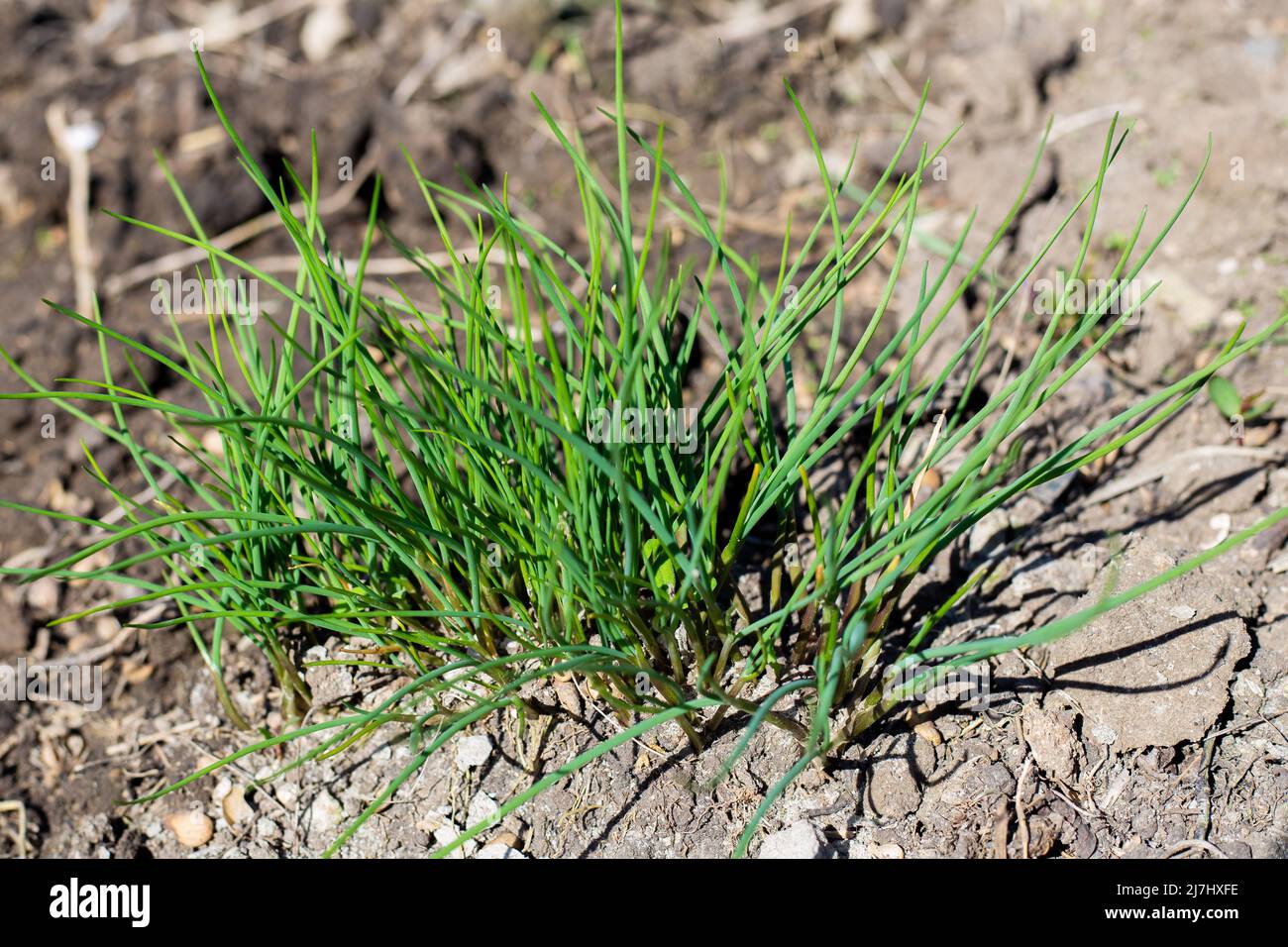 A bush of chives grows in the ground. An early useful bow of skoroda ...