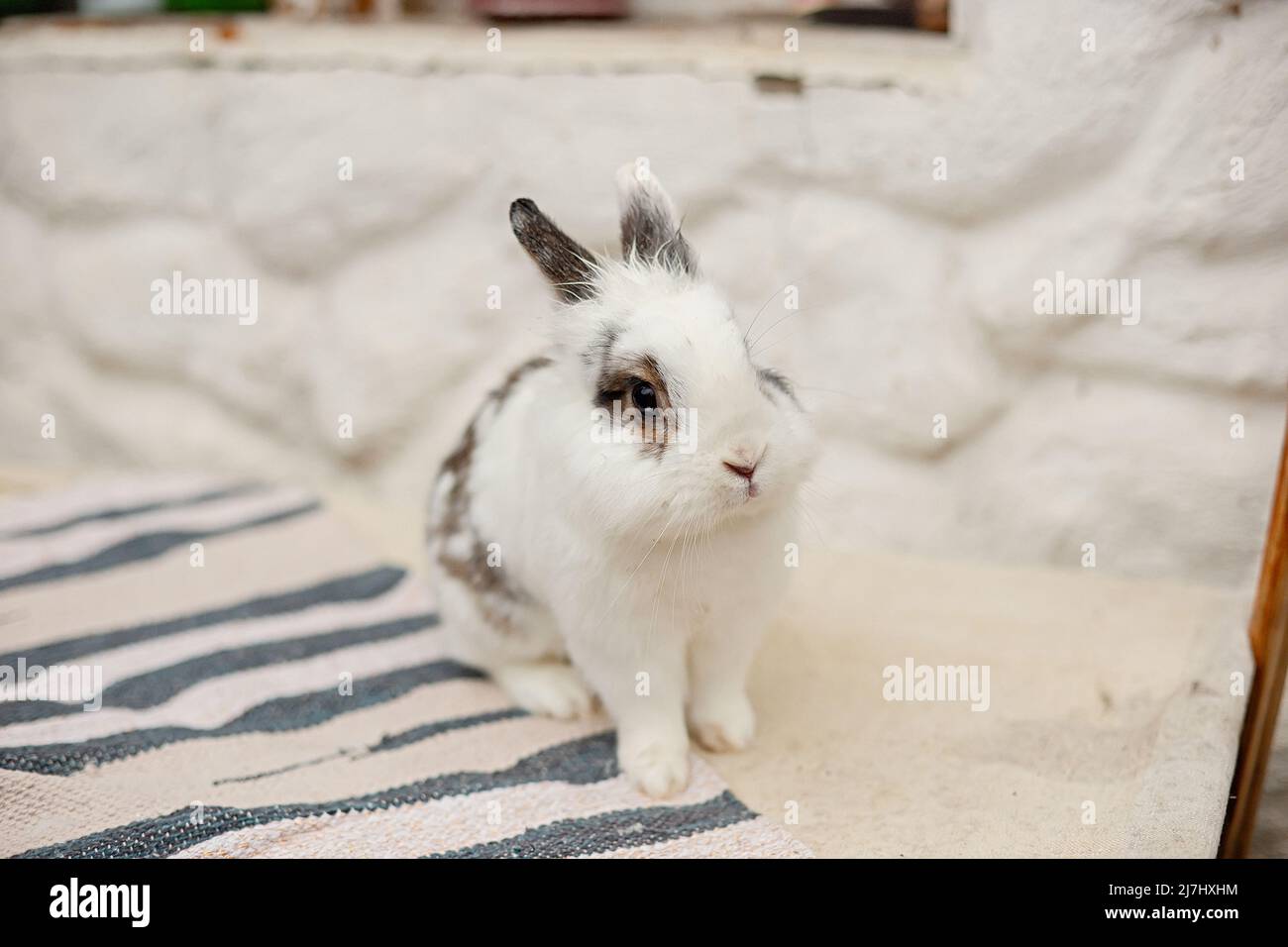 A cute small decorative white and gray rabbit Stock Photo - Alamy