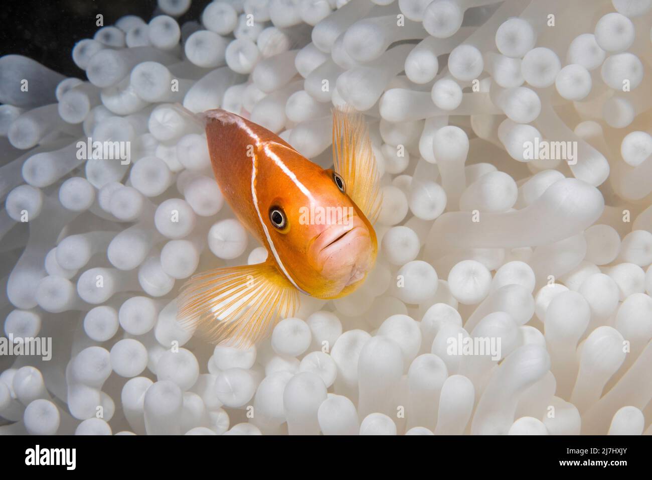 Ocean acidification hi-res stock photography and images - Alamy