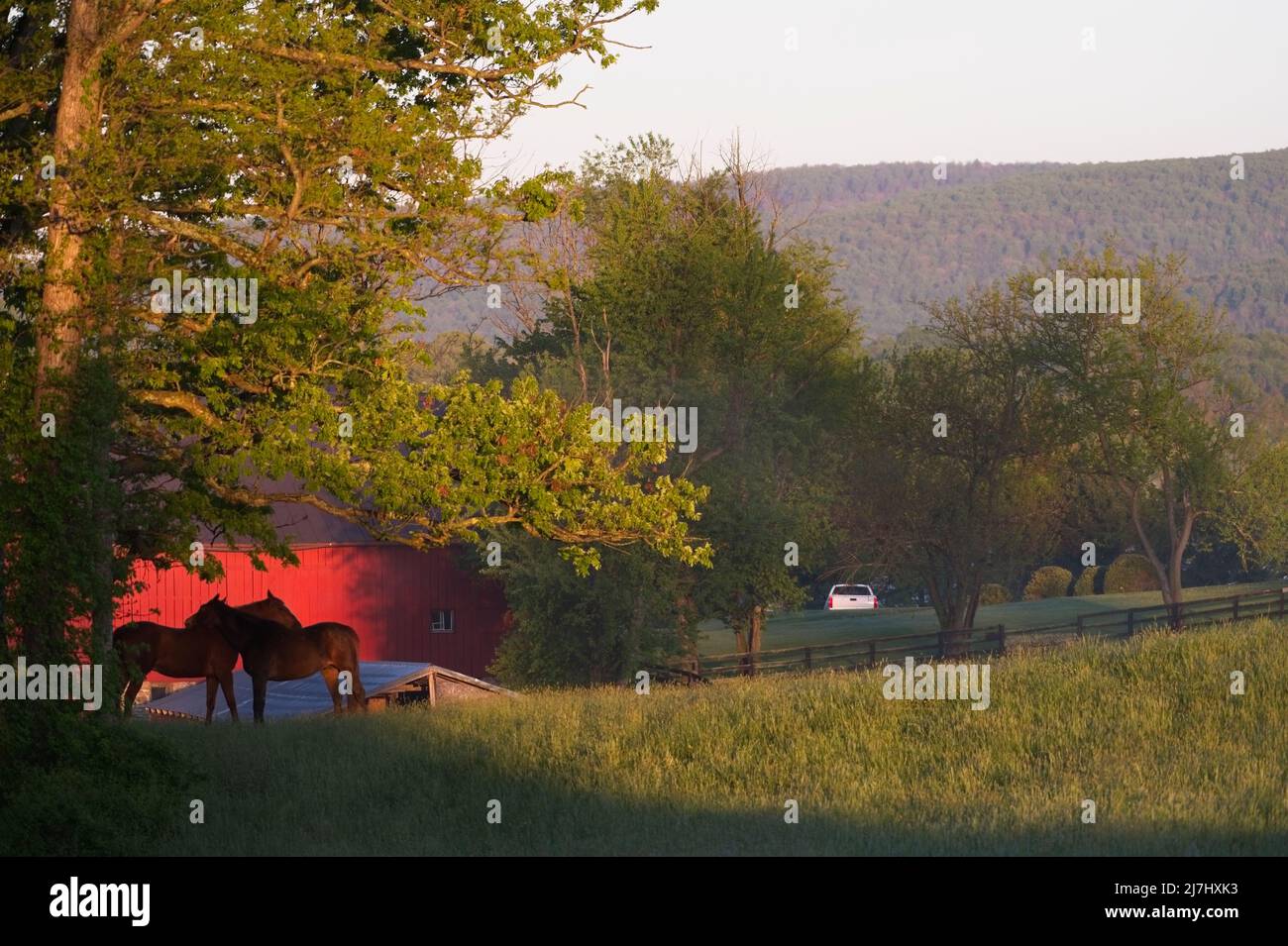 UNITED STATES - May 9, 2022: Horses scratch each others back in a field ...