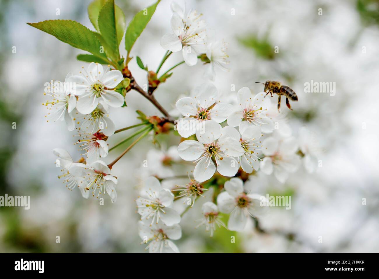 Honey bee on a flower of a blossoming spring tree. Blooming branch with ...