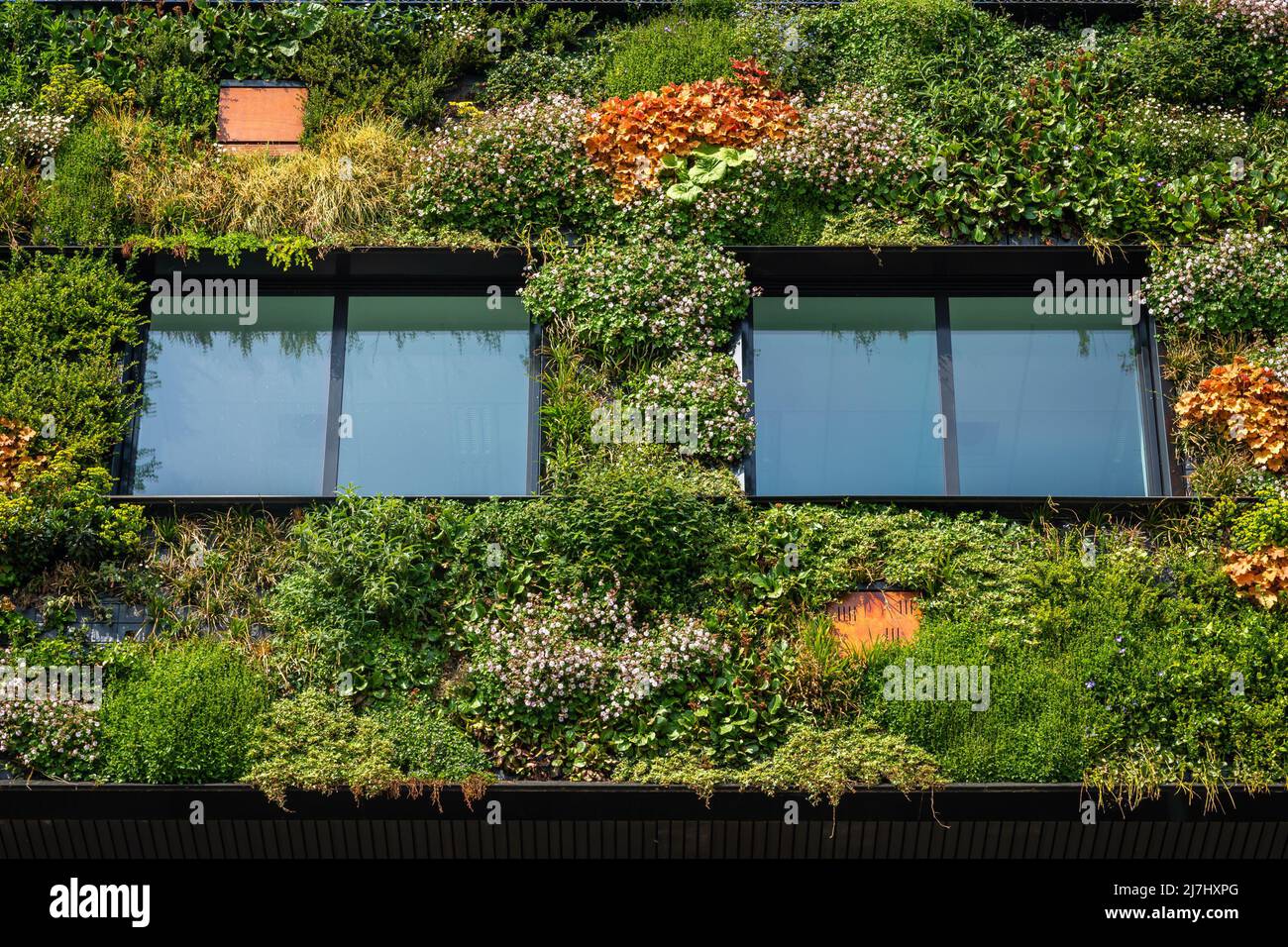 Windows and the wall of green, modern sustainable building covered with ...