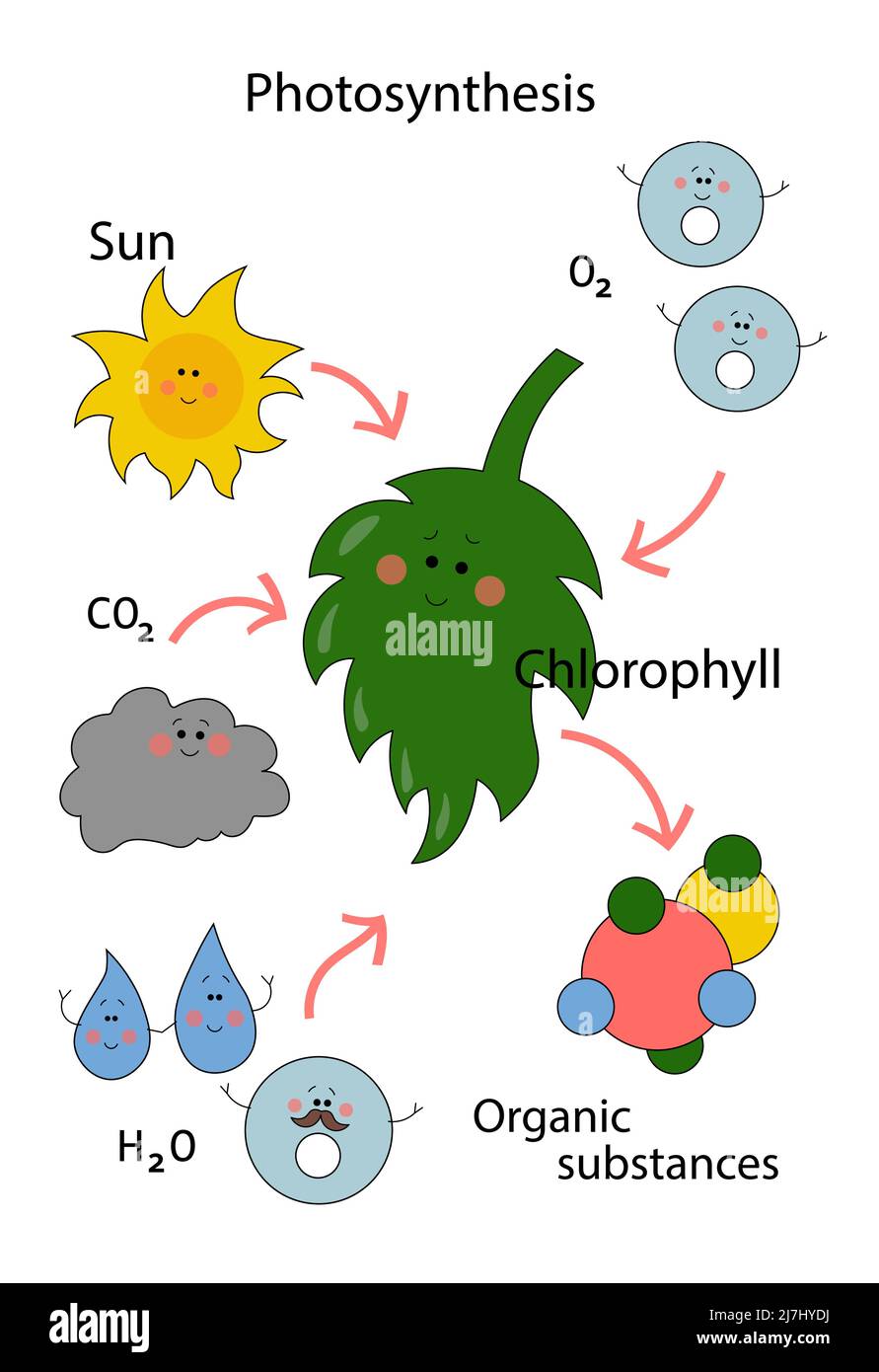 green cartoon scheme of photosynthesis in plants Stock Vector Image ...