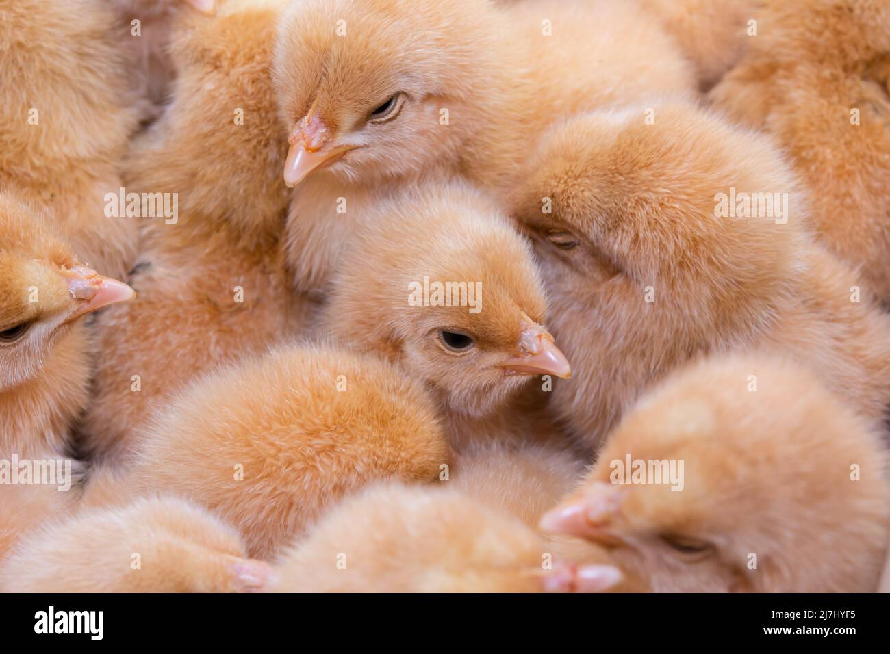 Chicken cub hi-res stock photography and images - Alamy