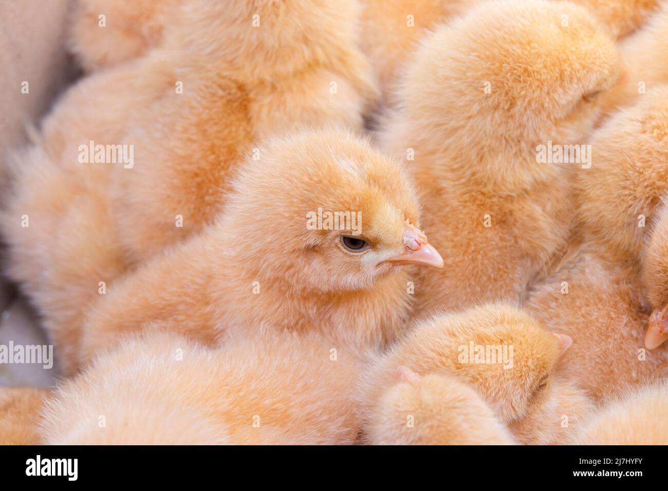 Newborn broiler chickens hi-res stock photography and images - Alamy
