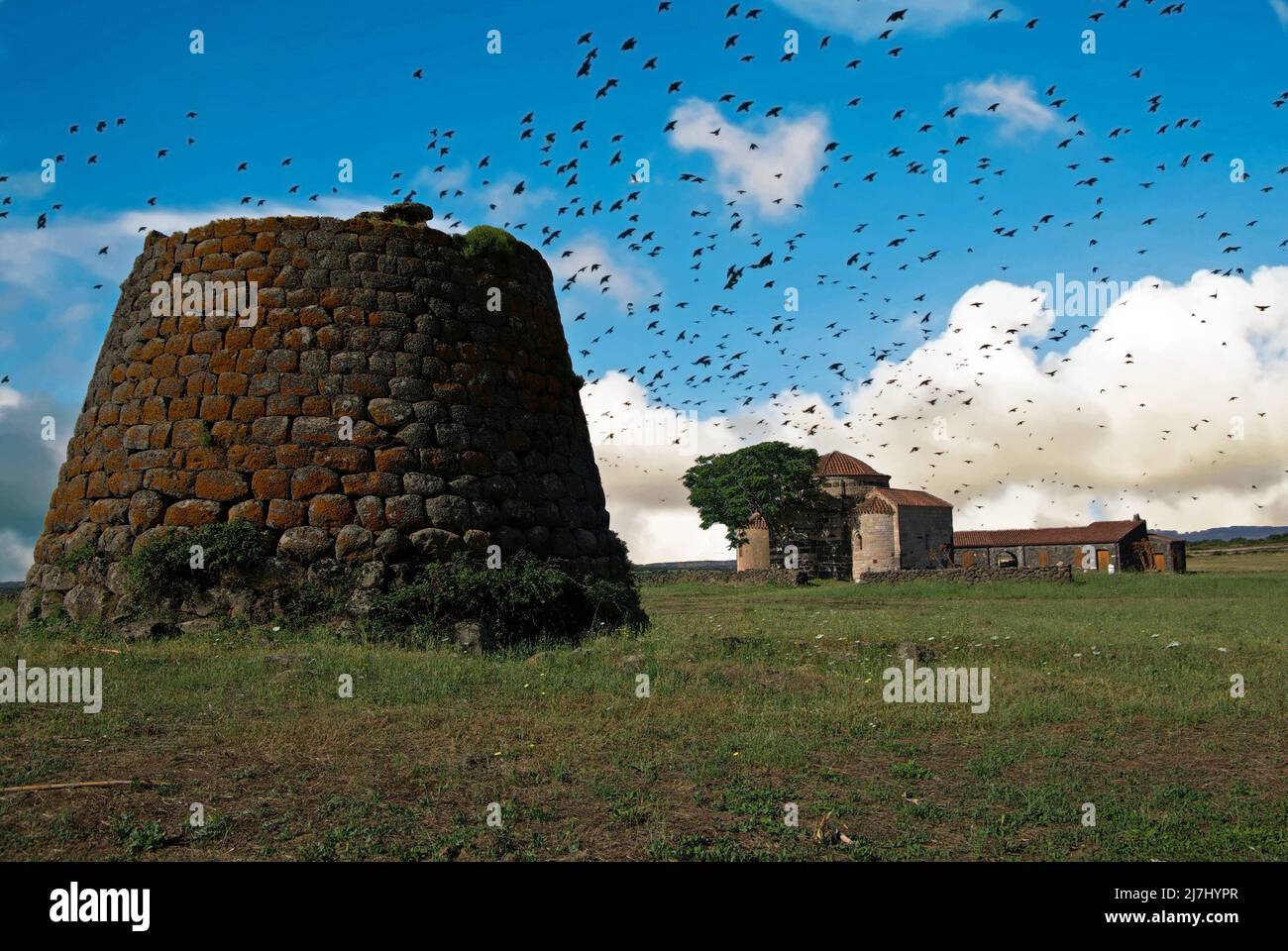 Silanus sabina hi-res stock photography and images - Alamy