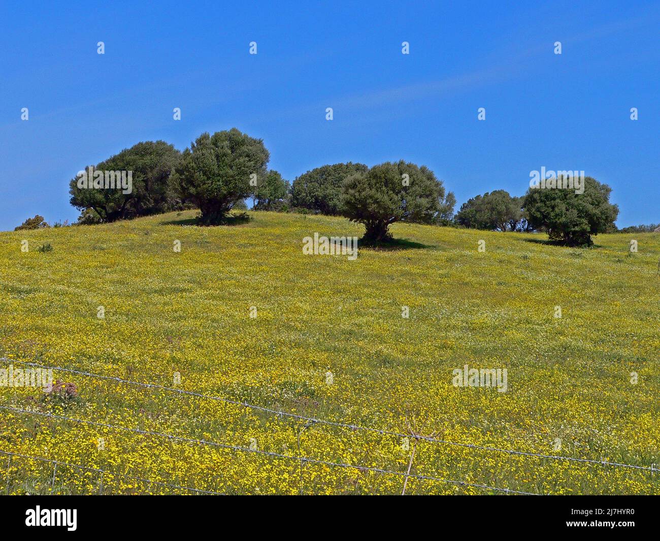 Sardinia countryside in spring Stock Photo - Alamy