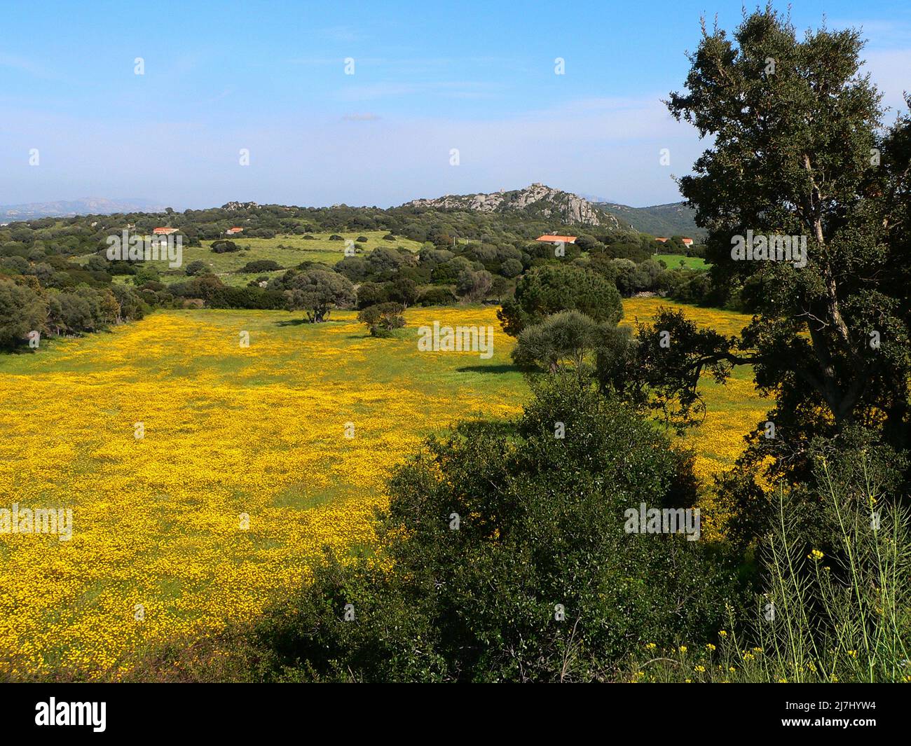 Sardinia countryside in spring Stock Photo - Alamy
