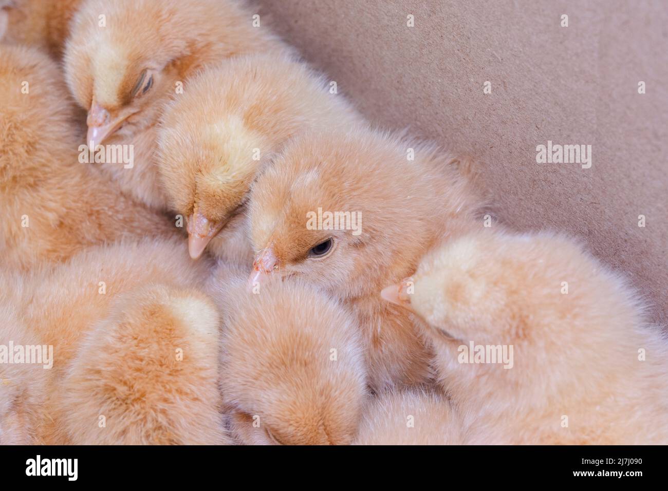 Chicken cub hi-res stock photography and images - Alamy