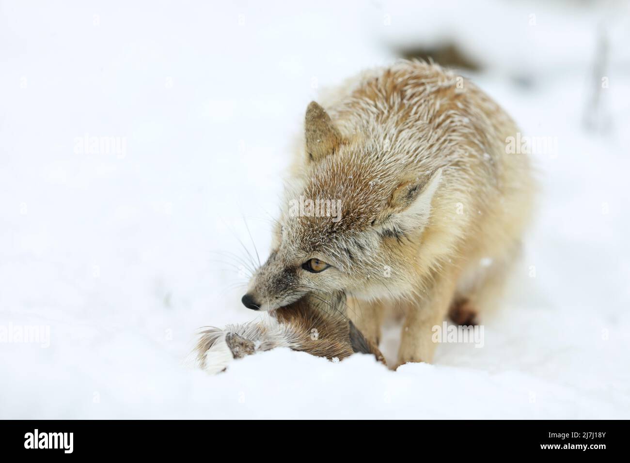 Corsac Fox, Vulpes corsac, in the nature habitat with prey, found in ...