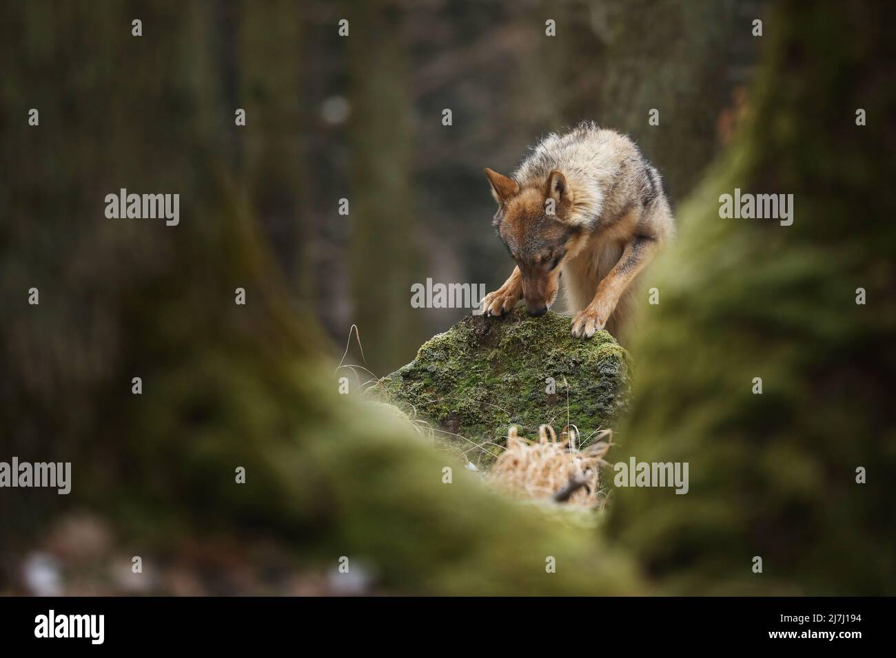 Gray wolf, Canis lupus in forest in winter day. Animal in nature ...