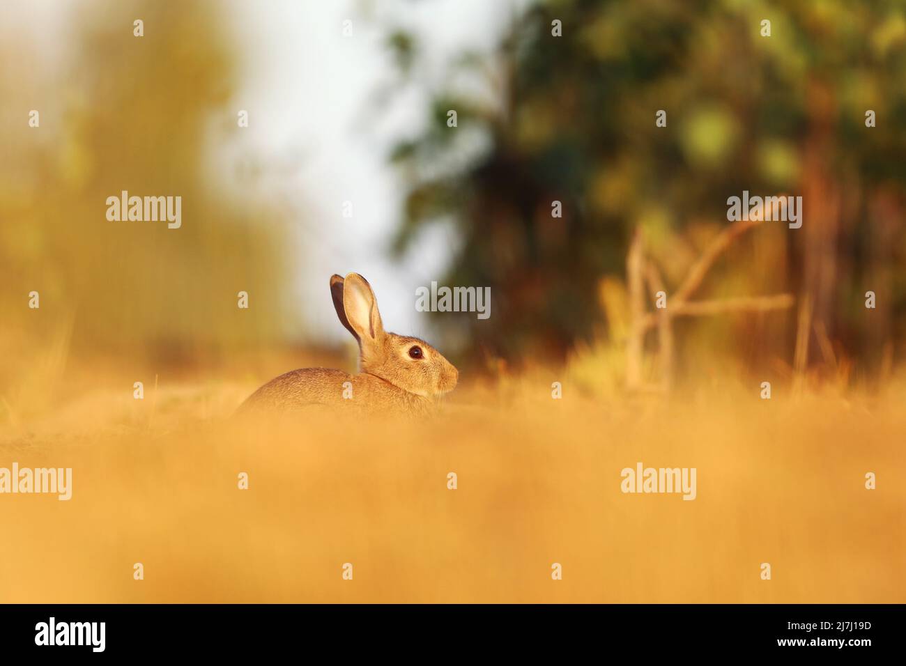 Rabbit in grass hi-res stock photography and images - Alamy