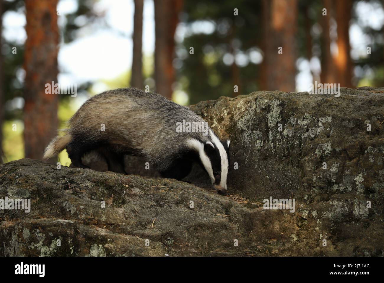 Young badger sniffing on the rock in forest - Meles meles Stock Photo ...