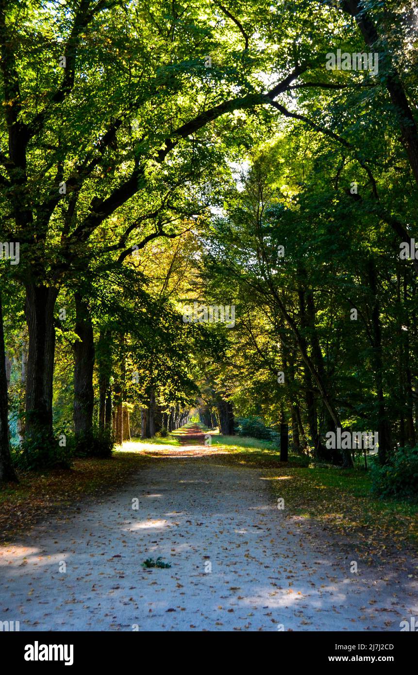 Gravel path lined with trees, creating shade with the tree's canopy ...