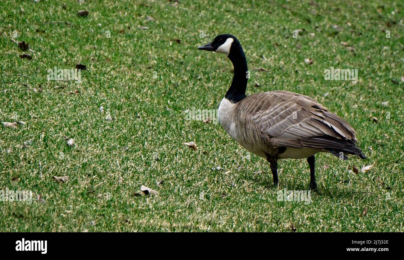 Canada goose Calgary Zoo Alberta Stock Photo - Alamy
