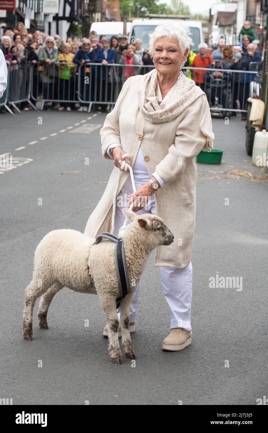 Dame Judi Dench walking SHEEP on leads after she received the Freedom ...