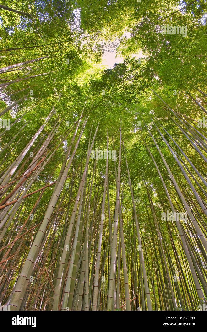 Looking upwards through a canopy of tall bamboo trees Stock Photo - Alamy