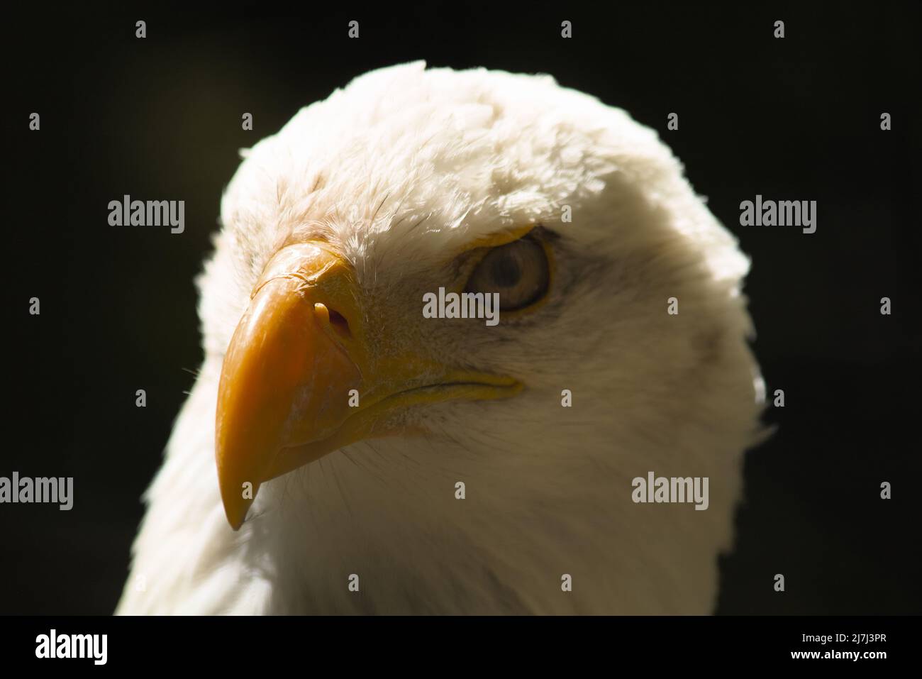 A close up shot of a Bald Eagle's face, turned to the side Stock Photo ...