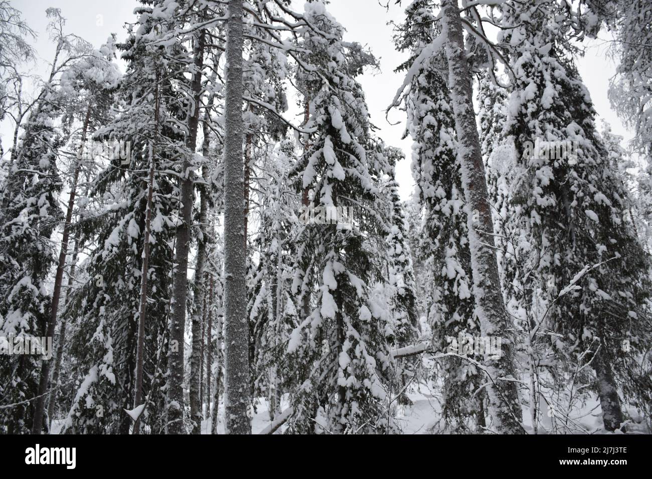Aerial coniferous forest winter green hi-res stock photography and images - Alamy