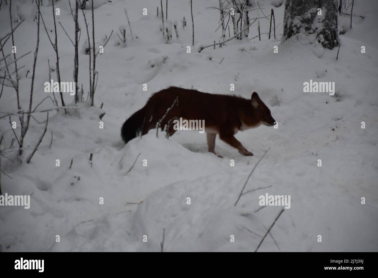 Photo of a fox moving in the snow Stock Photo - Alamy
