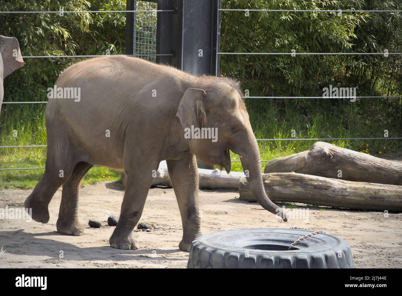 A elephant walks jauntily through her enclosure Stock Photo - Alamy