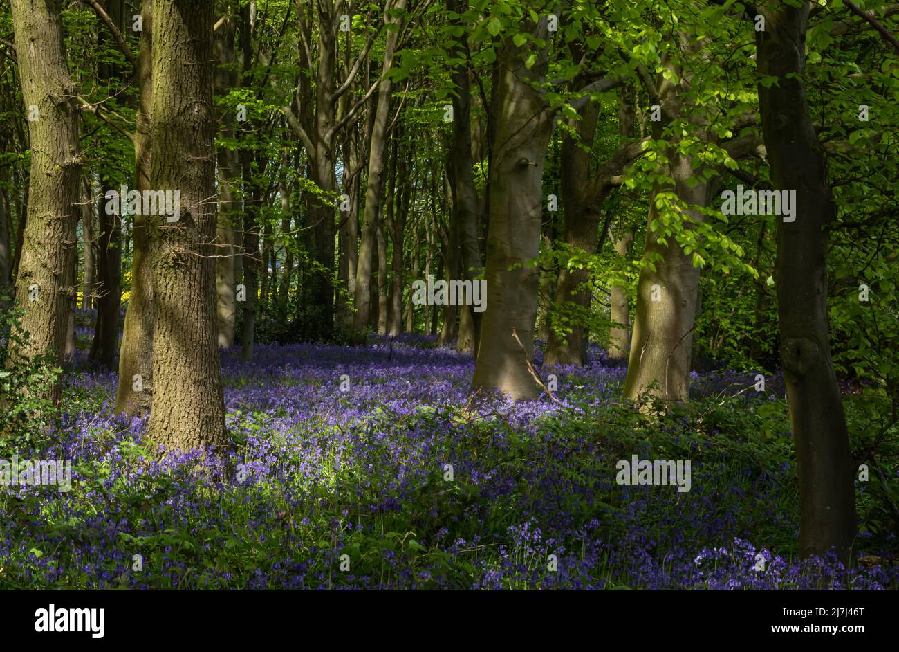 Wonder of wood hi-res stock photography and images - Alamy