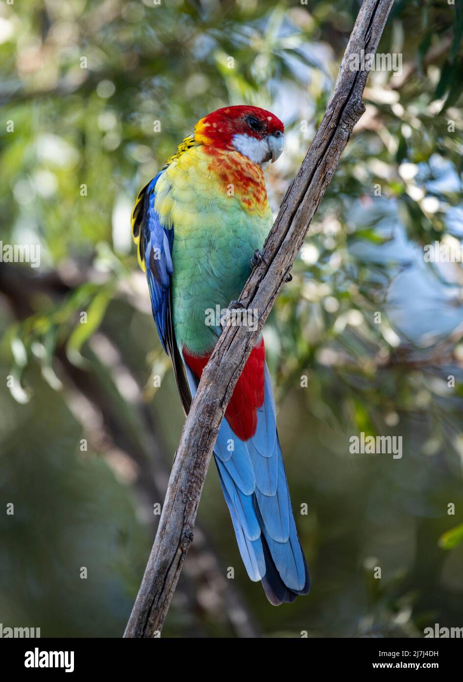 Northern Rosella