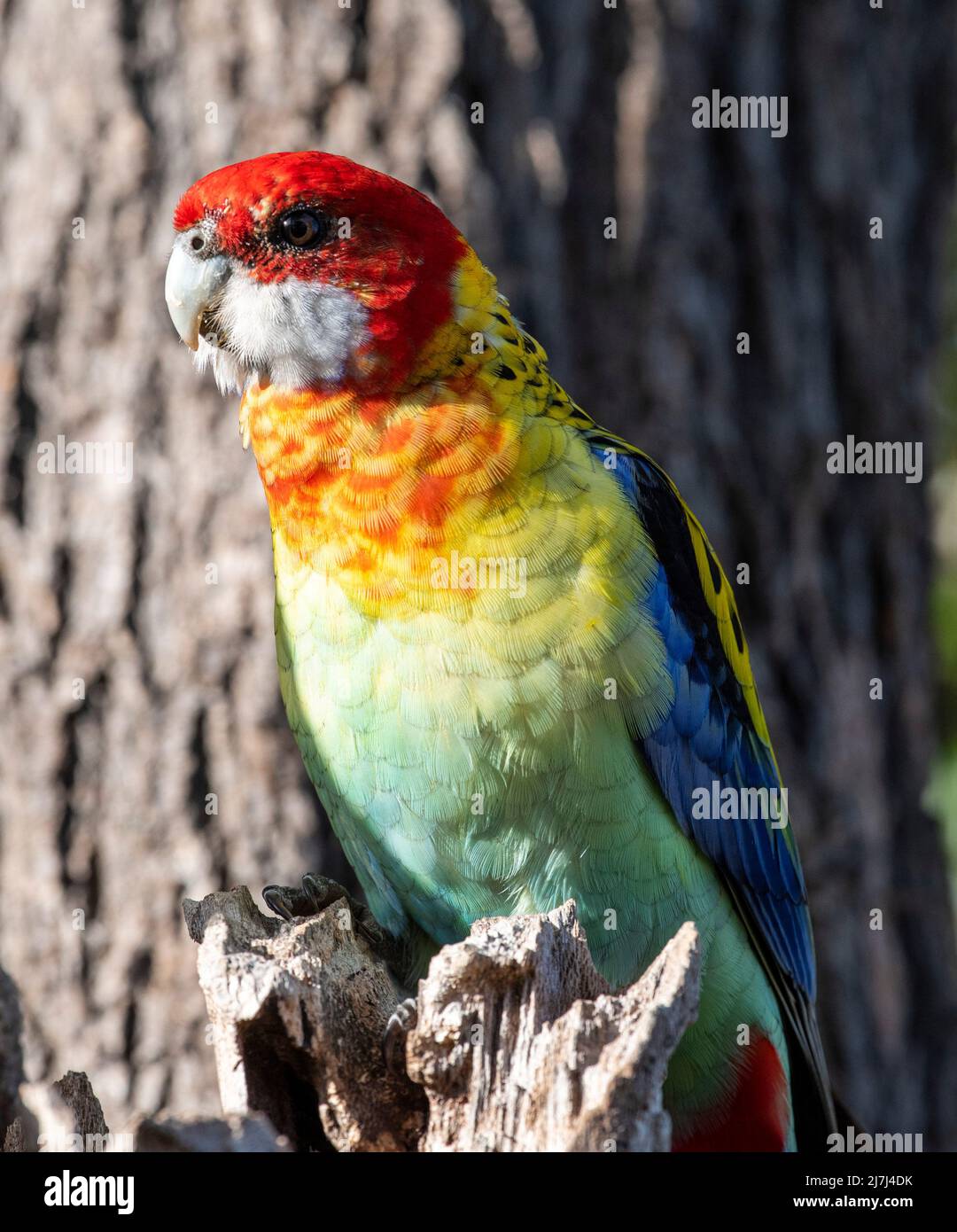 Northern Rosella