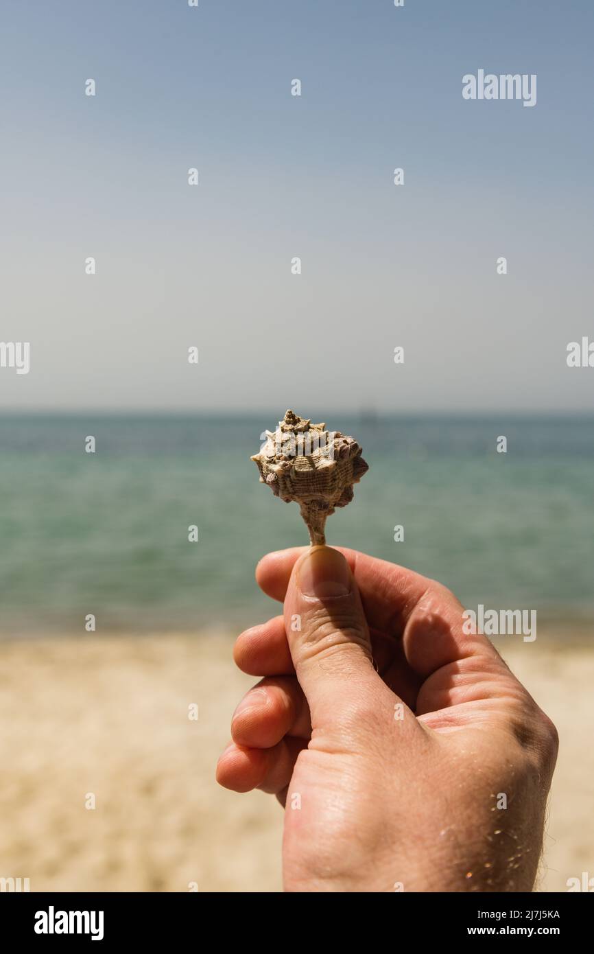 Sea shell at the seaside beach right hand holding Stock Photo - Alamy