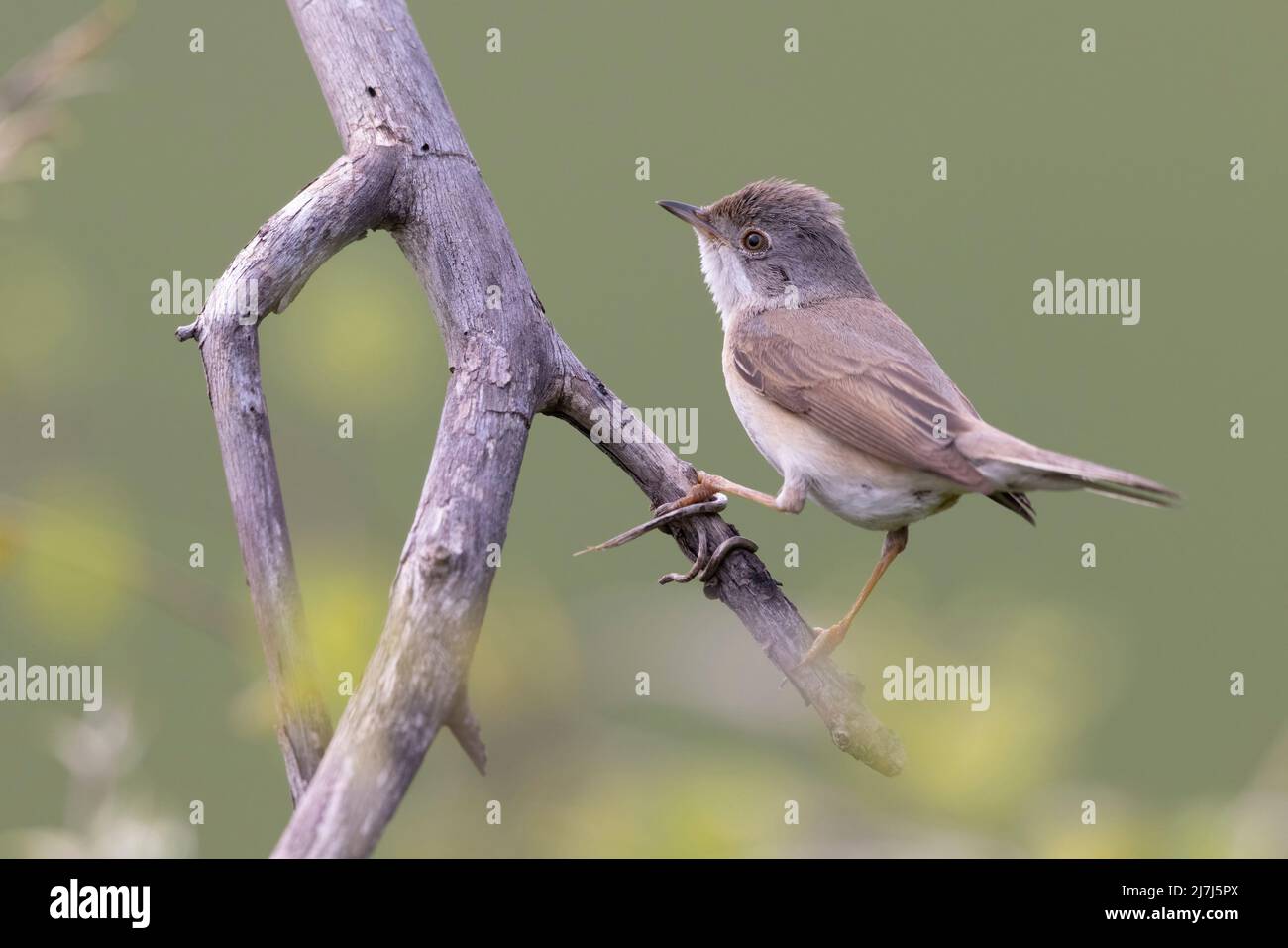 Subalpine Warbler female (Sylvia cantillans Stock Photo - Alamy