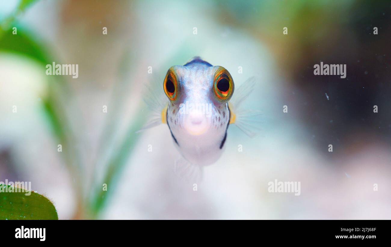 PUFF: WONDERS OF THE REEF, 2021. © Netflix / courtesy Everett ...